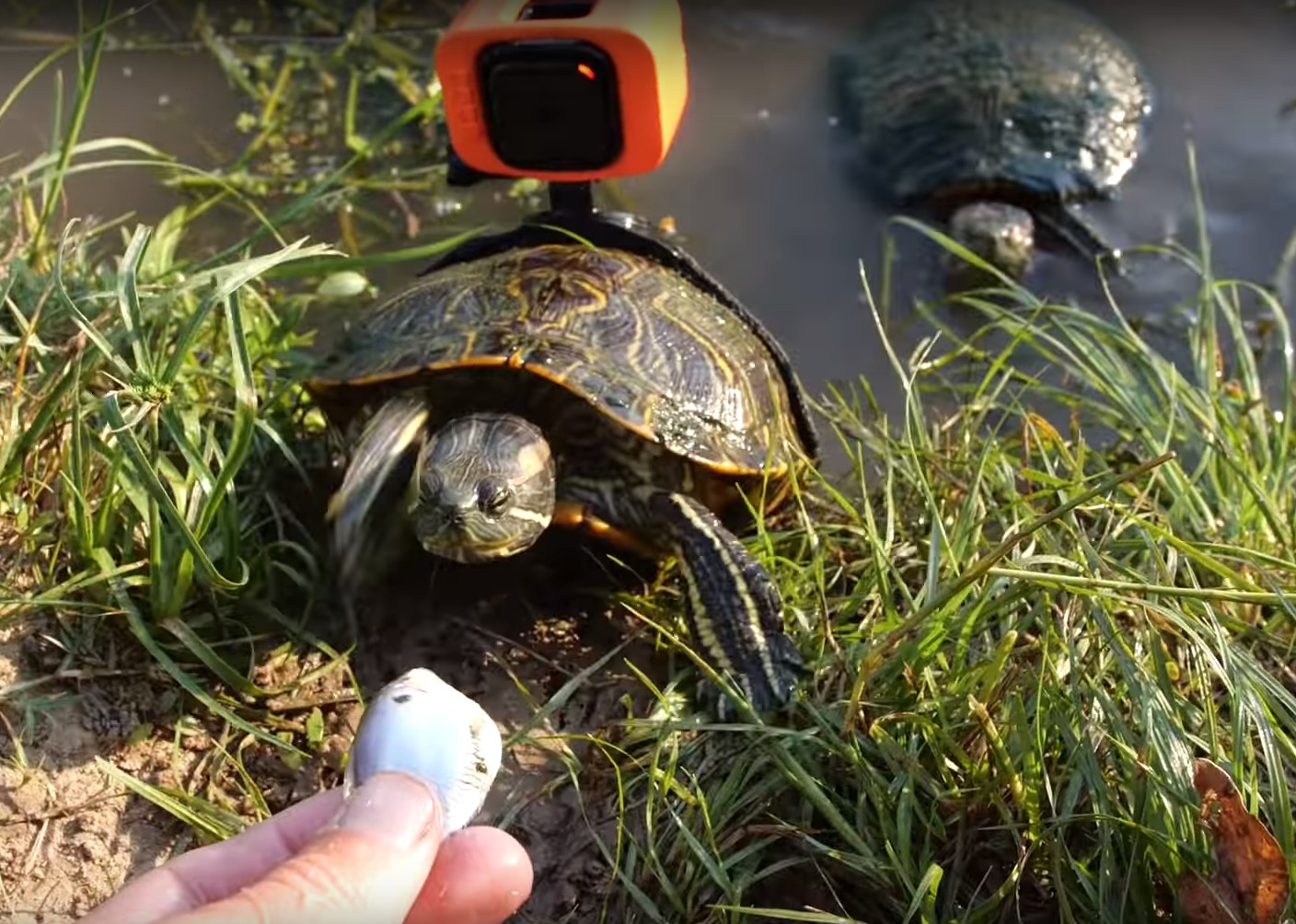 Man straps GoPro camera on turtle, gets amazing footage – WDBO