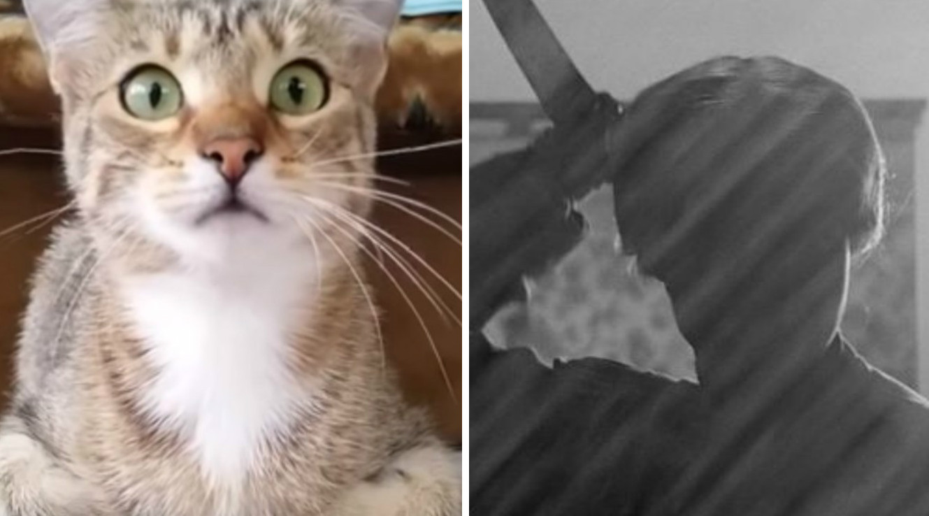 This terrified cat watching 'Psycho' will make your day – WDBO