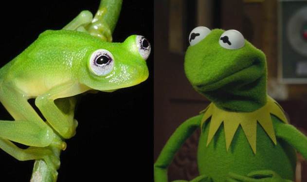 New frog resembling Kermit discovered in Costa Rica – WDBO