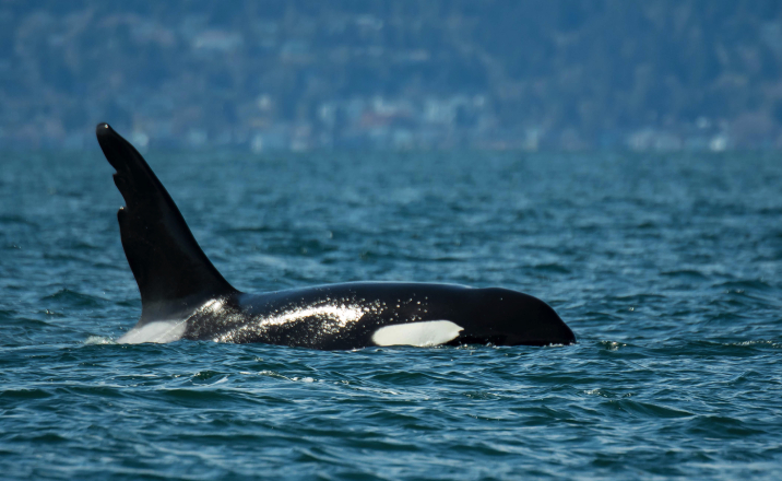 Distinctive orca ‘Chainsaw’ makes rare visit to San Juans – KIRO 7 News ...