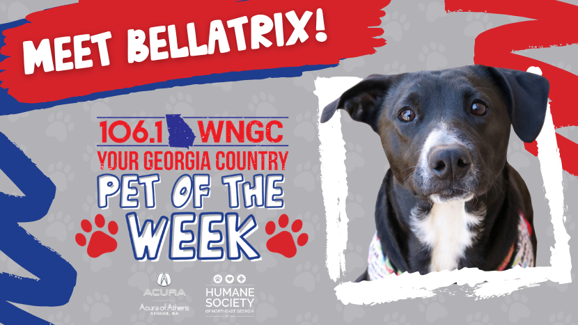 WNGC Pet of the Week – Your Georgia Country