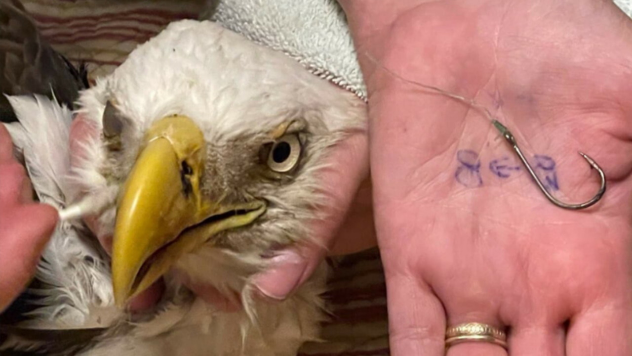 2 Florida kids help rescue bald eagle with fishing hook stuck in beak ...