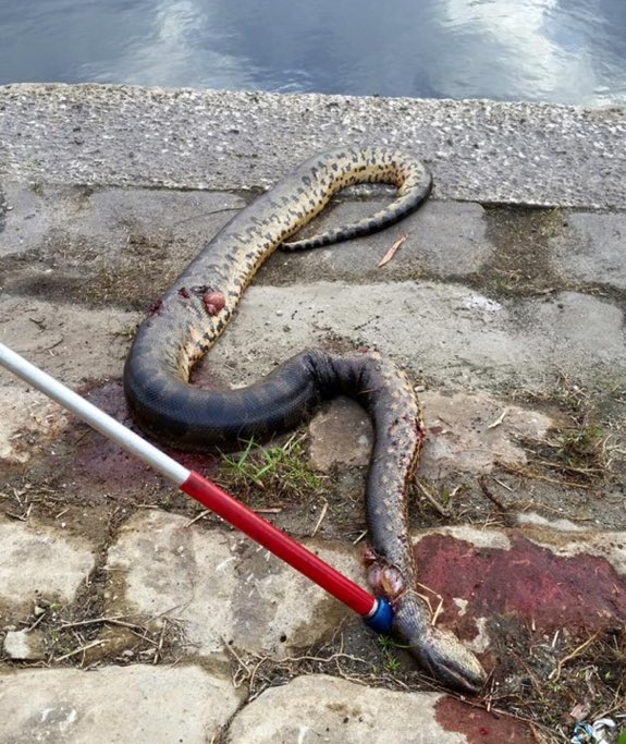 9-foot anaconda caught, killed near Orlando – WDBO
