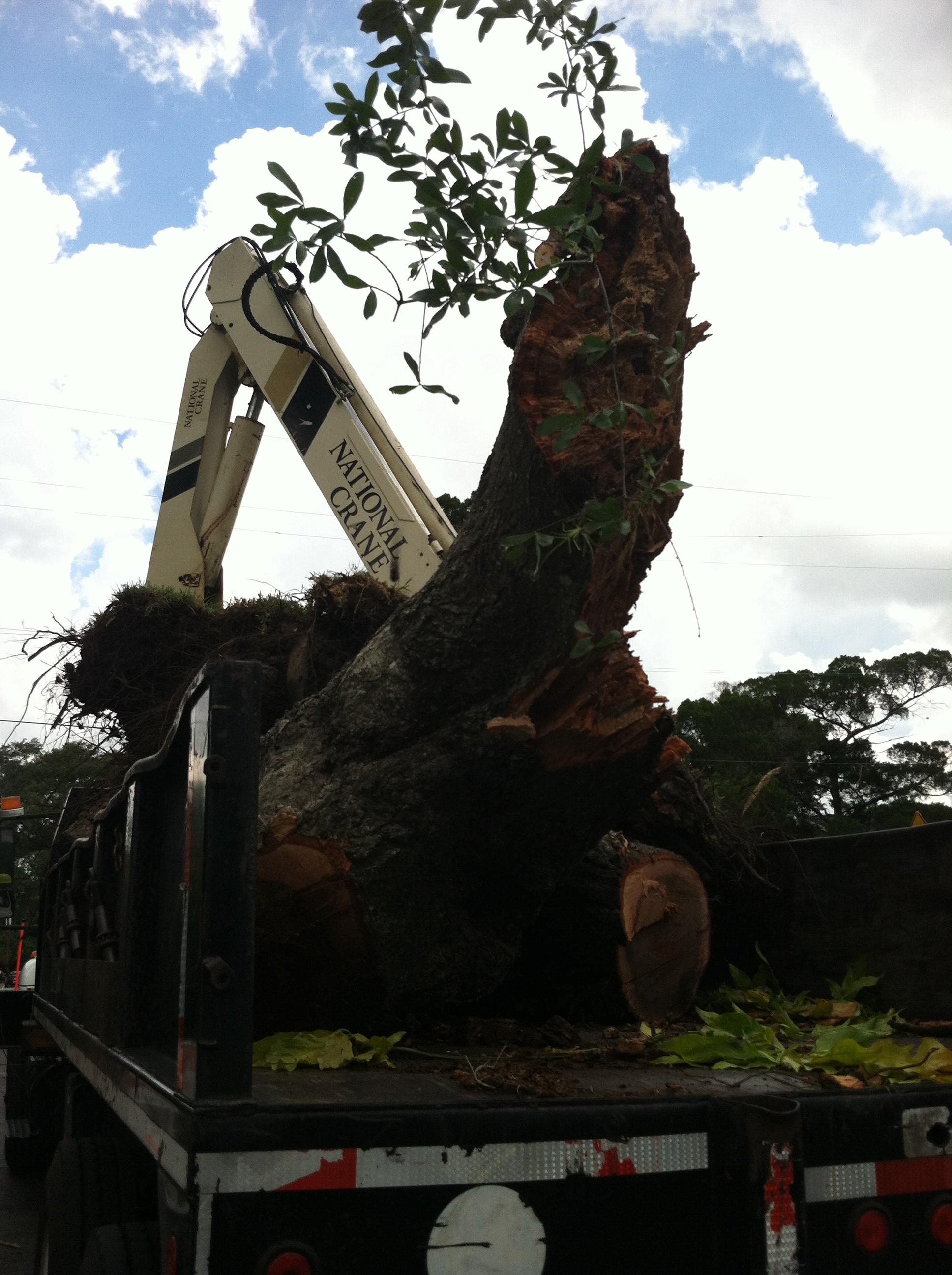 PHOTOS: City crews cut up trees felled by stormy weather – WDBO