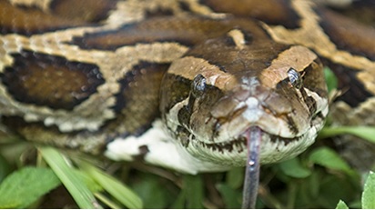 South Florida python hunter sets record with 17 foot snake – WDBO