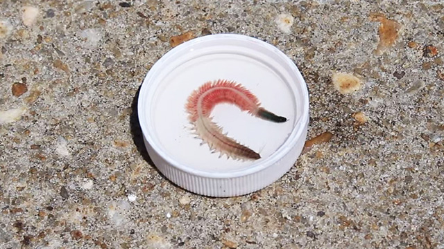 ‘Nothing to fear’: Biting clamworms along SC coast not interested in ...
