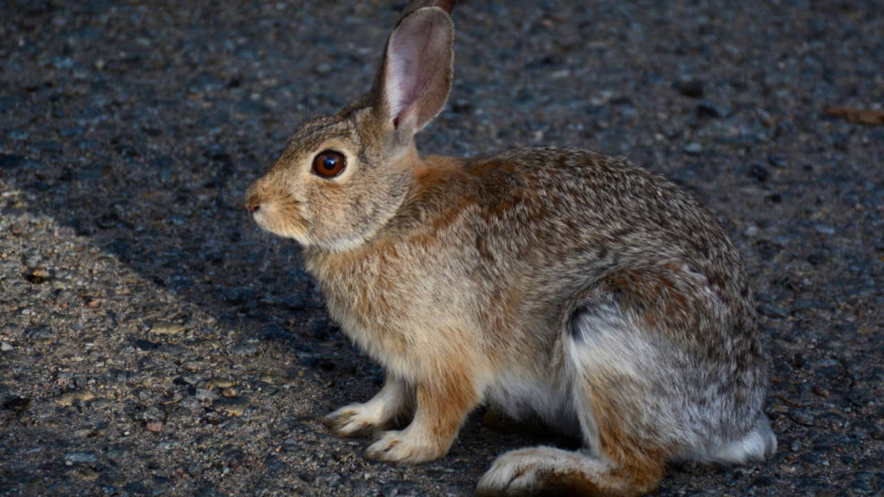Watch: Rabbit, crow fight in Alabama wildlife video – KIRO 7 News Seattle
