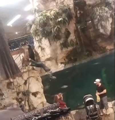 Watch: Florida man dives headfirst into Bass Pro Shop fish tank – WDBO
