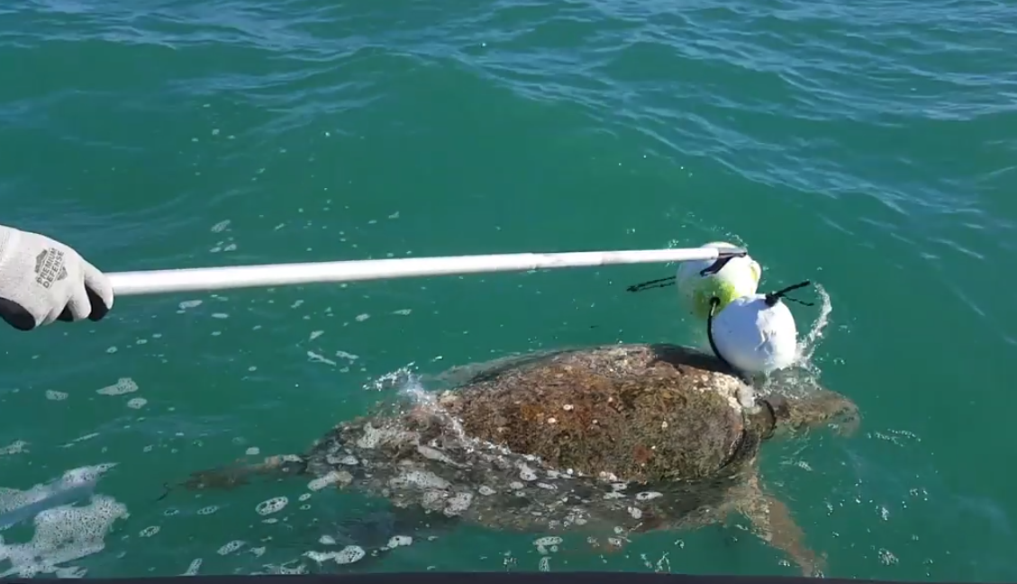 FWC biologists save loggerhead turtle with rope tangled around its neck ...