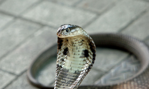 9 Facts about the Monocled Cobra – WDBO