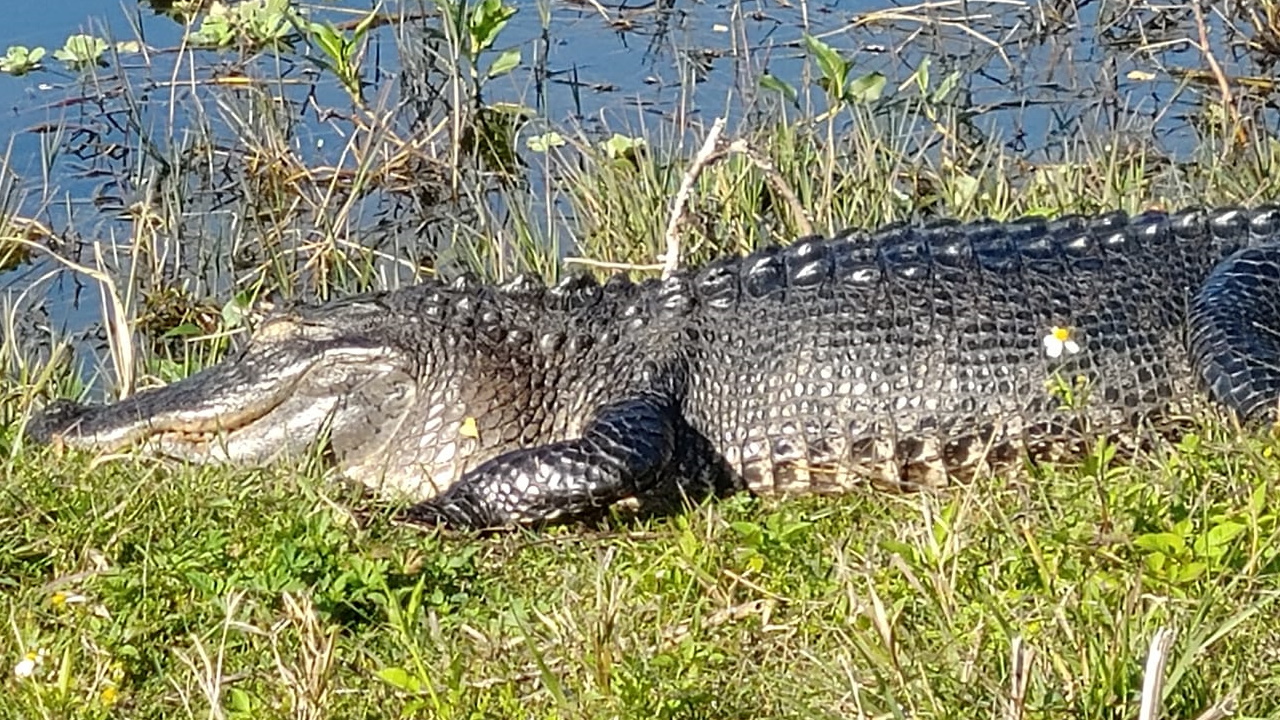 Alligator frolics in ocean along shore in Myrtle Beach – WSOC TV