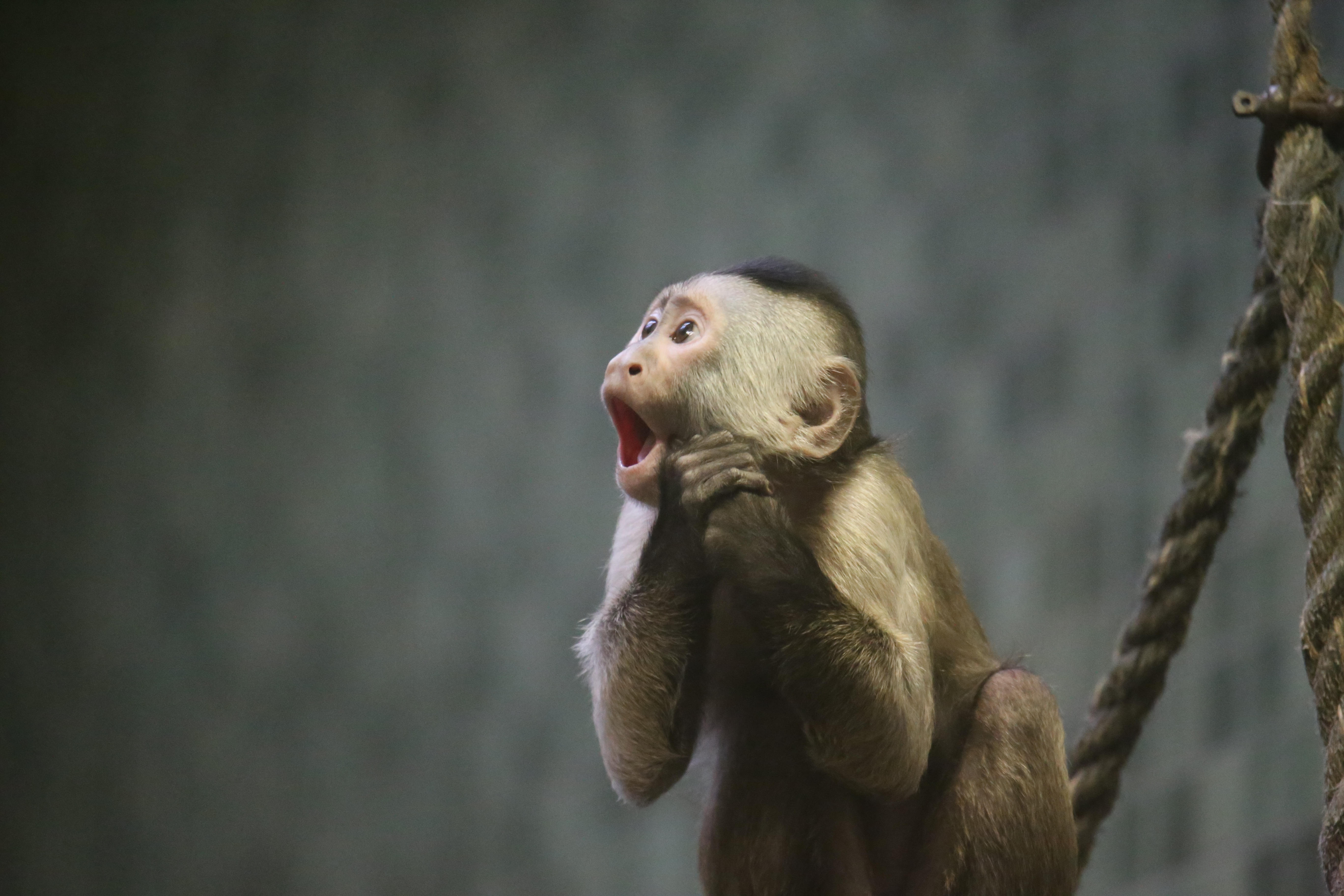 Pet Capuchin Monkey Attack