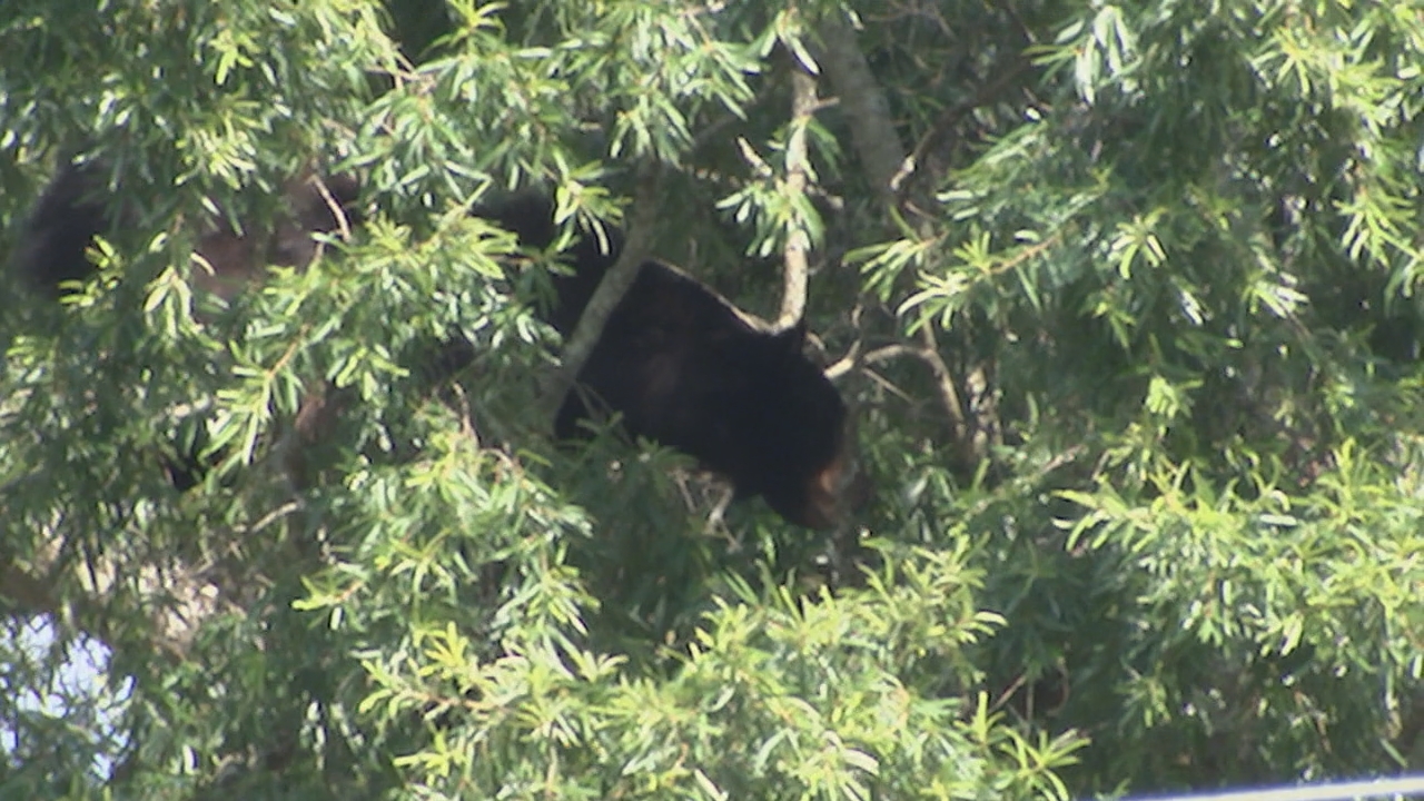 Crews work to help bear stuck in tree in Mooresville – WSOC TV