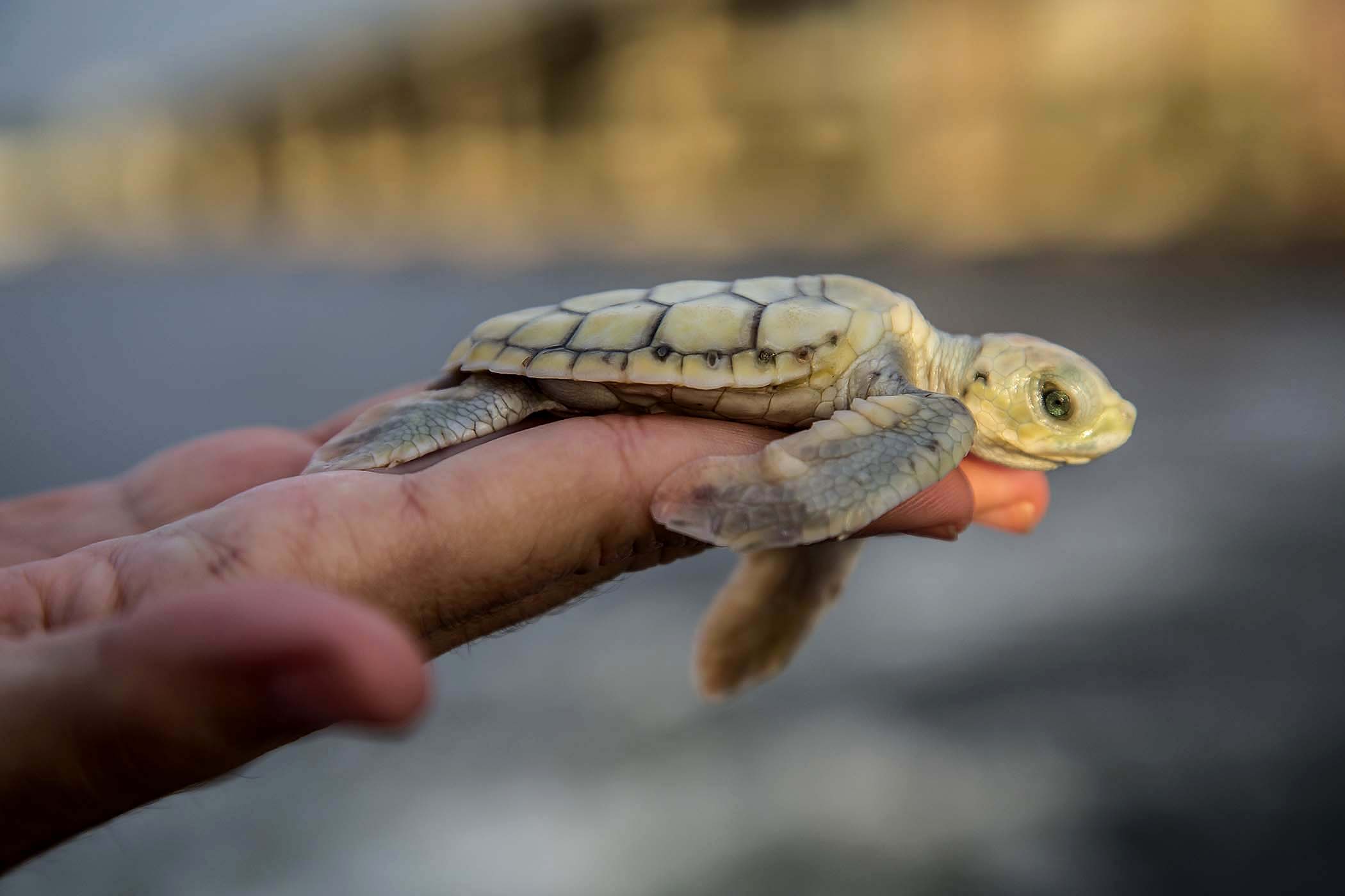 Rare albino baby turtle found hatched on beach – WDBO