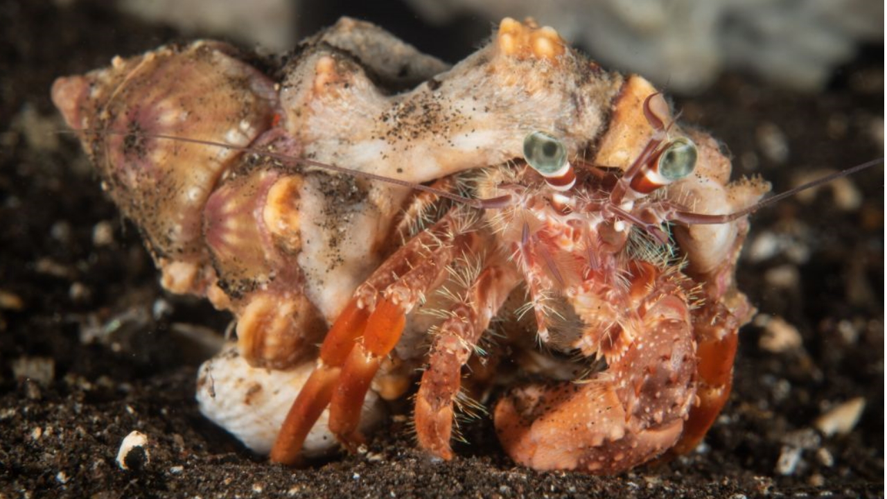 Clawing out a victory: Great American Crab Races feature hermit crabs ...