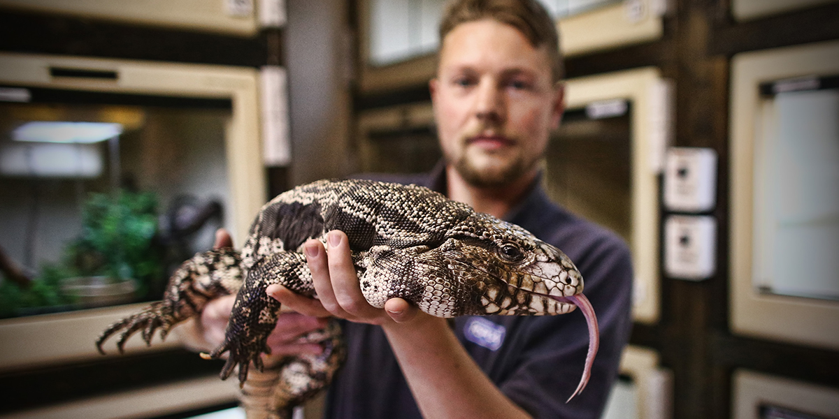 Giant, invasive 4-foot-long lizards now established in Georgia, agency ...