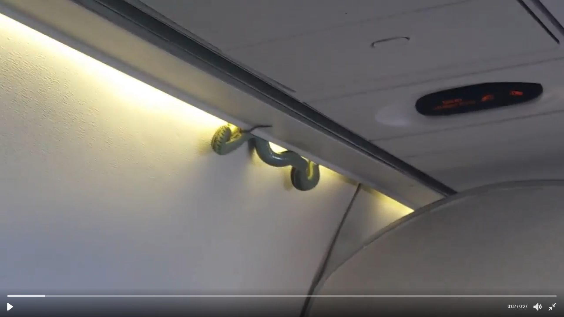 Snake falls from overhead bin on flight to Mexico – WDBO