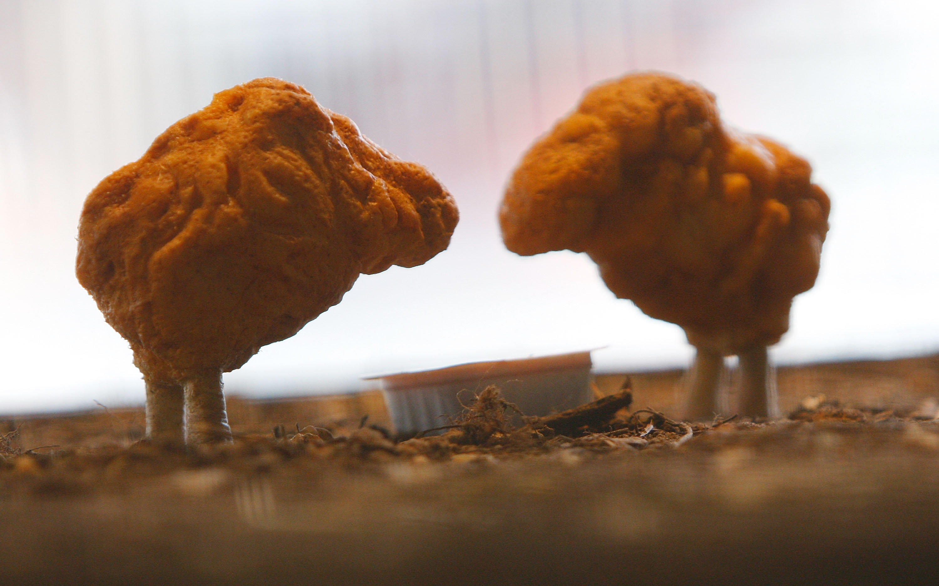 Study shows very little chicken in 'chicken nuggets' – 102.3 KRMG