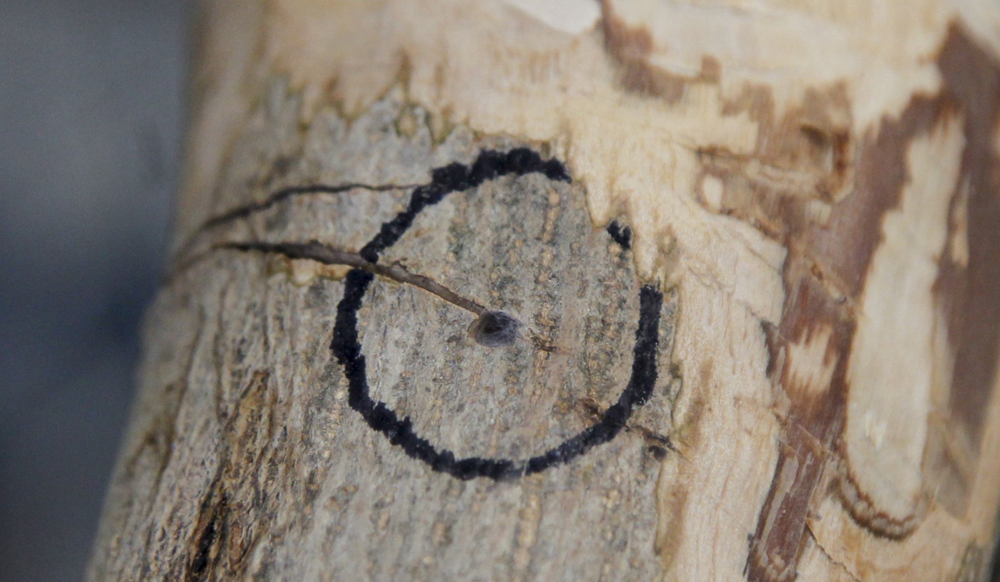 Ash borer spread could hit olive trees in U.S.