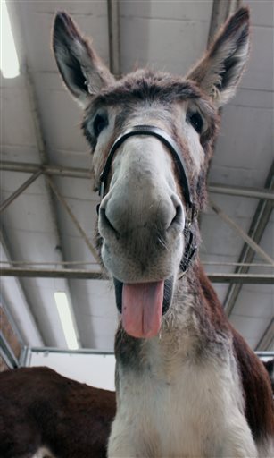 Tallest Donkey