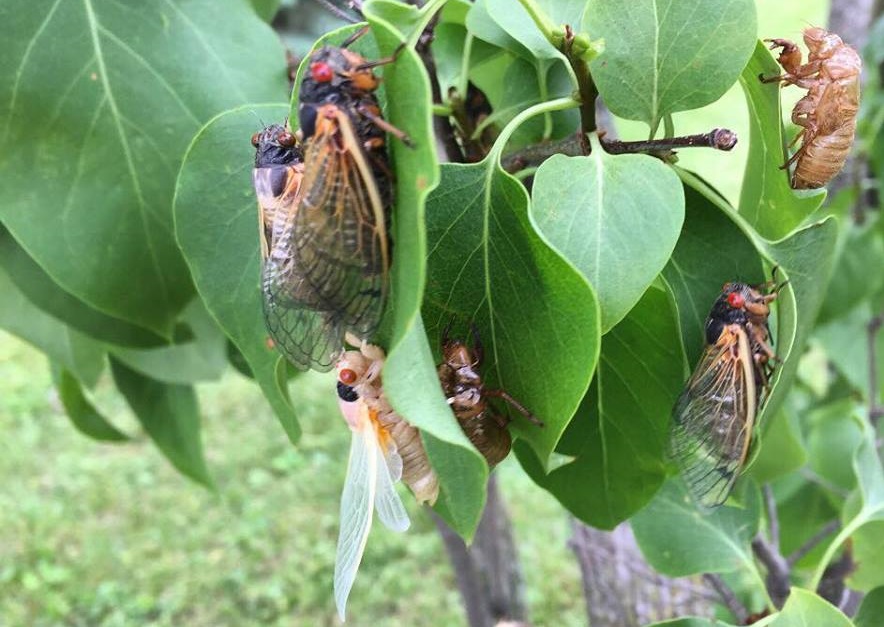 Nh Photography The 17year Cicadas Have Emerged In Ohio I Didn't Know