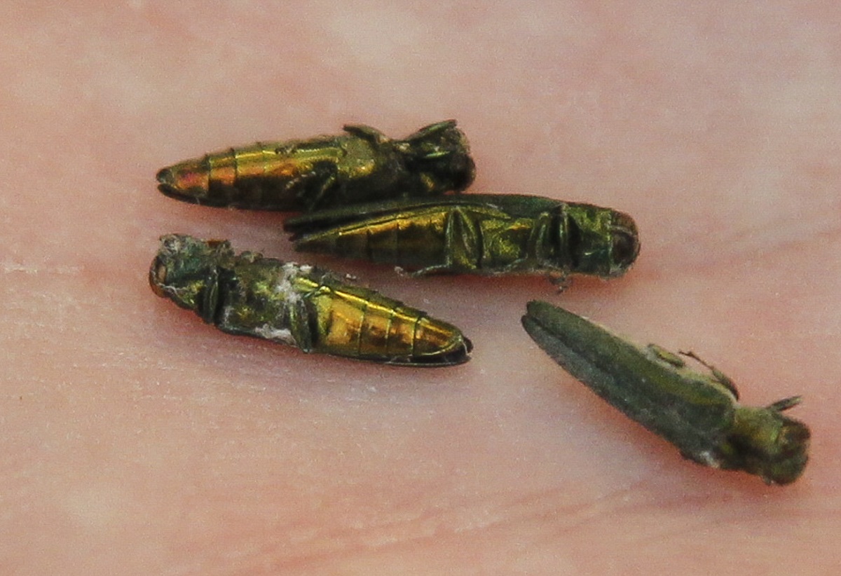 Ash borer spread could hit olive trees in U.S.