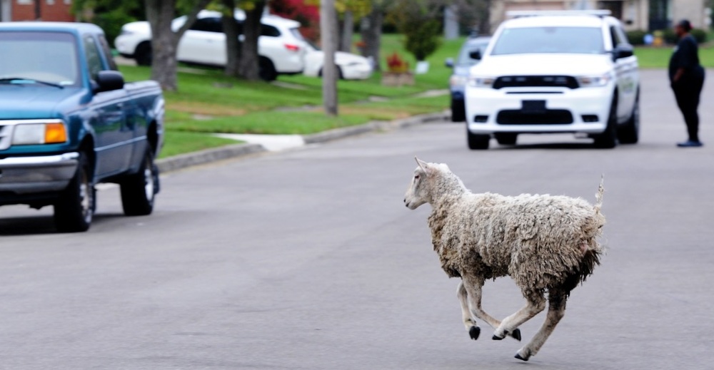 Sheep run amok in Dayton neighborhood