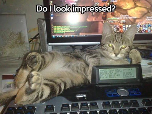 Funny Images Of Cats With Esp - Infoupdate.org