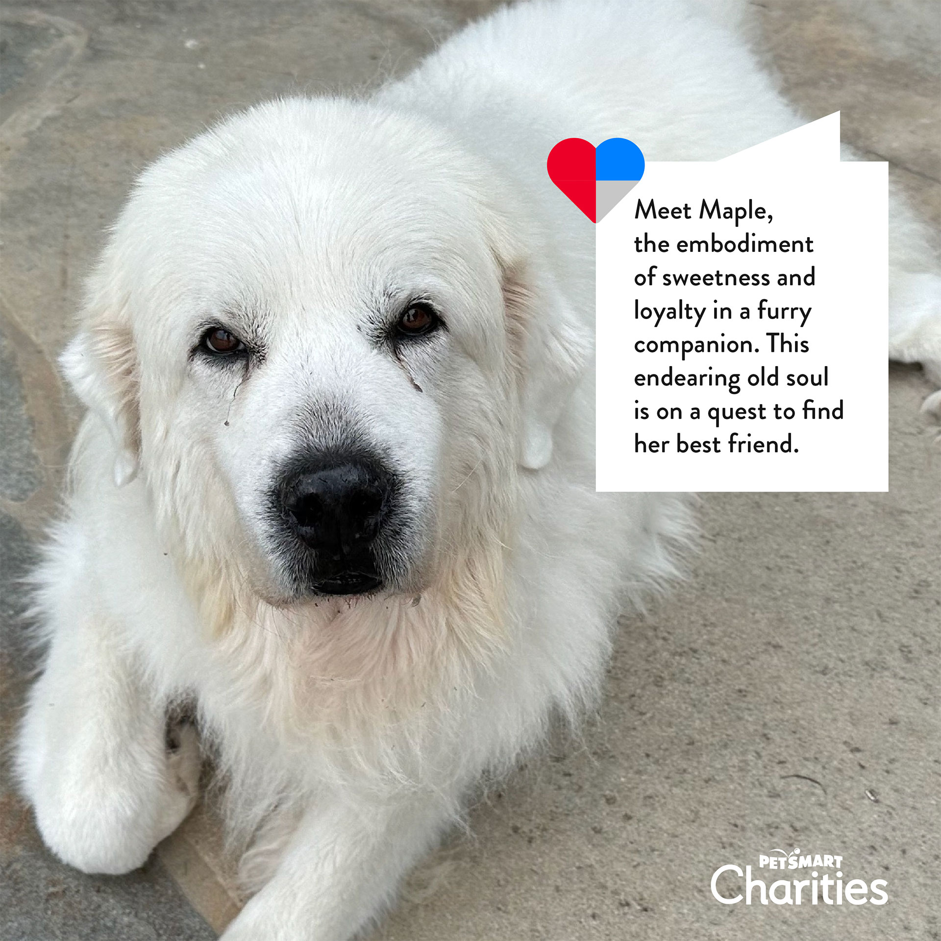 Deutsch LA’s new AI tool writes bios for pets in need of adoption - Ad Age