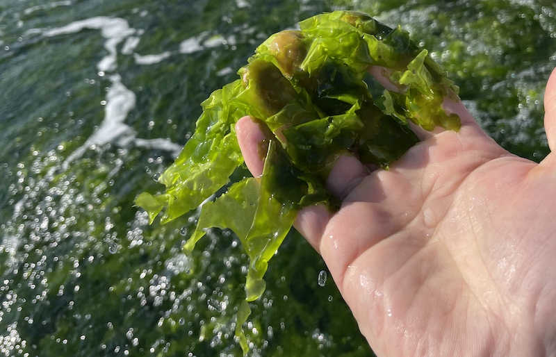 Bloomin’ algae - making inroads with polyurethane - Urethanes ...