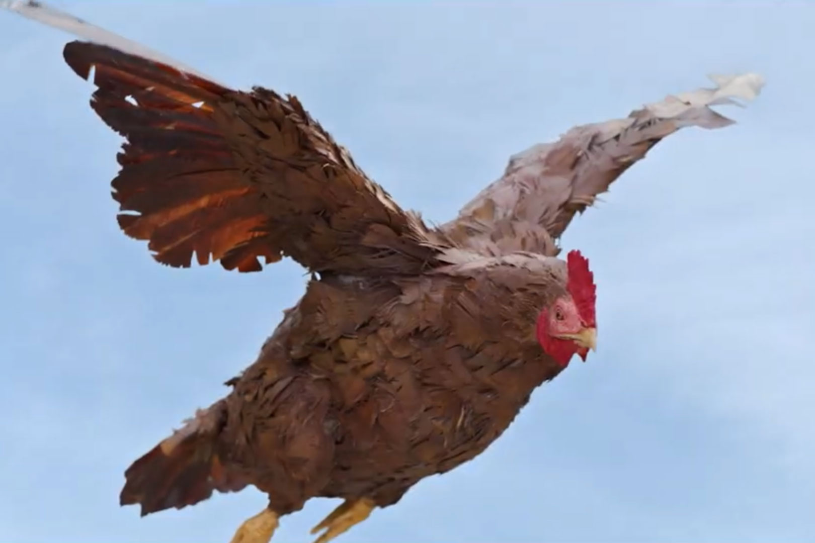 Simulate Nuggs made a flying chicken an internet sensation - Ad Age