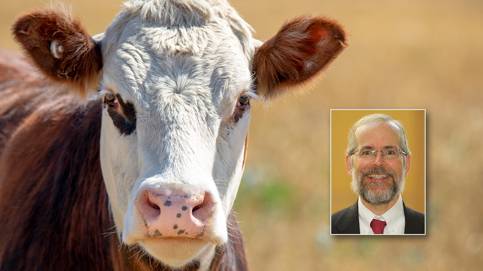 Georgetown professor: 'Cow has left the barn' on spot bitcoin ETFs ...