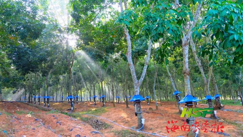 Automated rubber-tapping system can increase yields - Rubber News