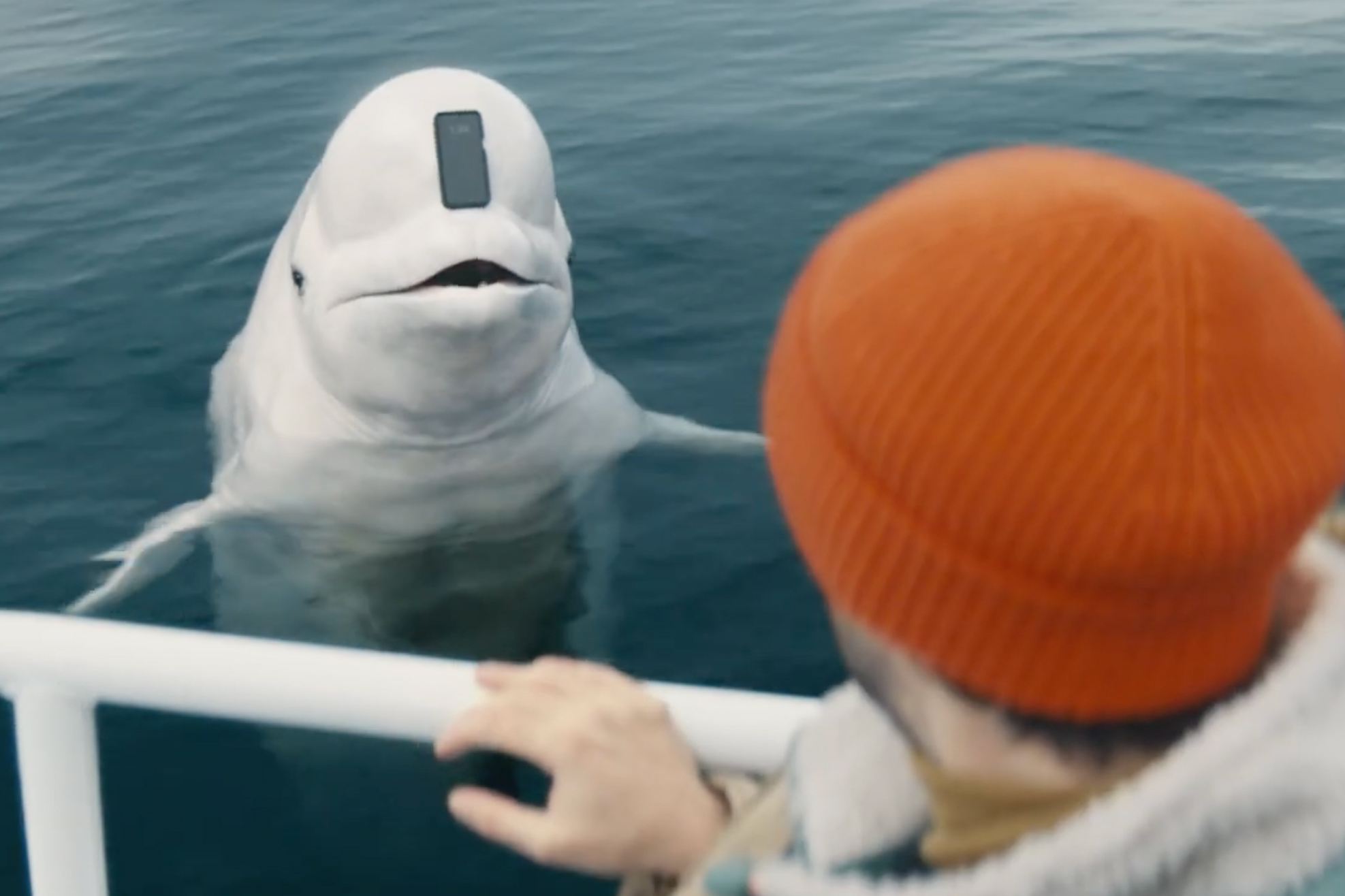 NerdWallet Super Bowl ad stars a Kieran Culkin speaking beluga whale ...