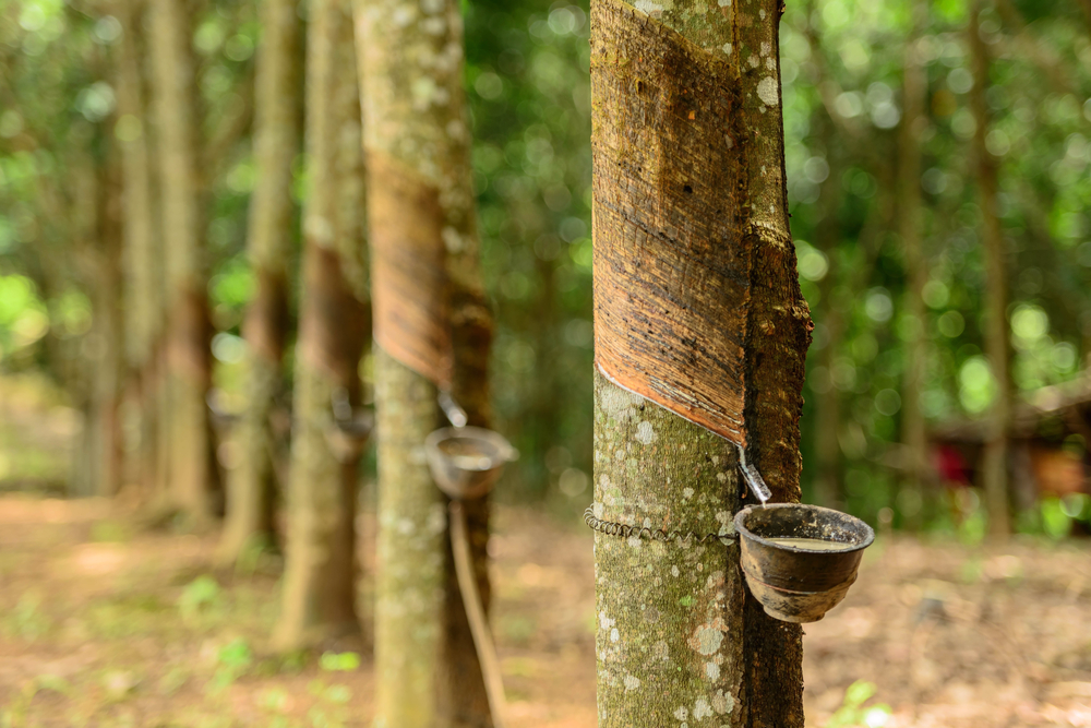 Rubber News talks EUDR with industry experts; still time to register ...