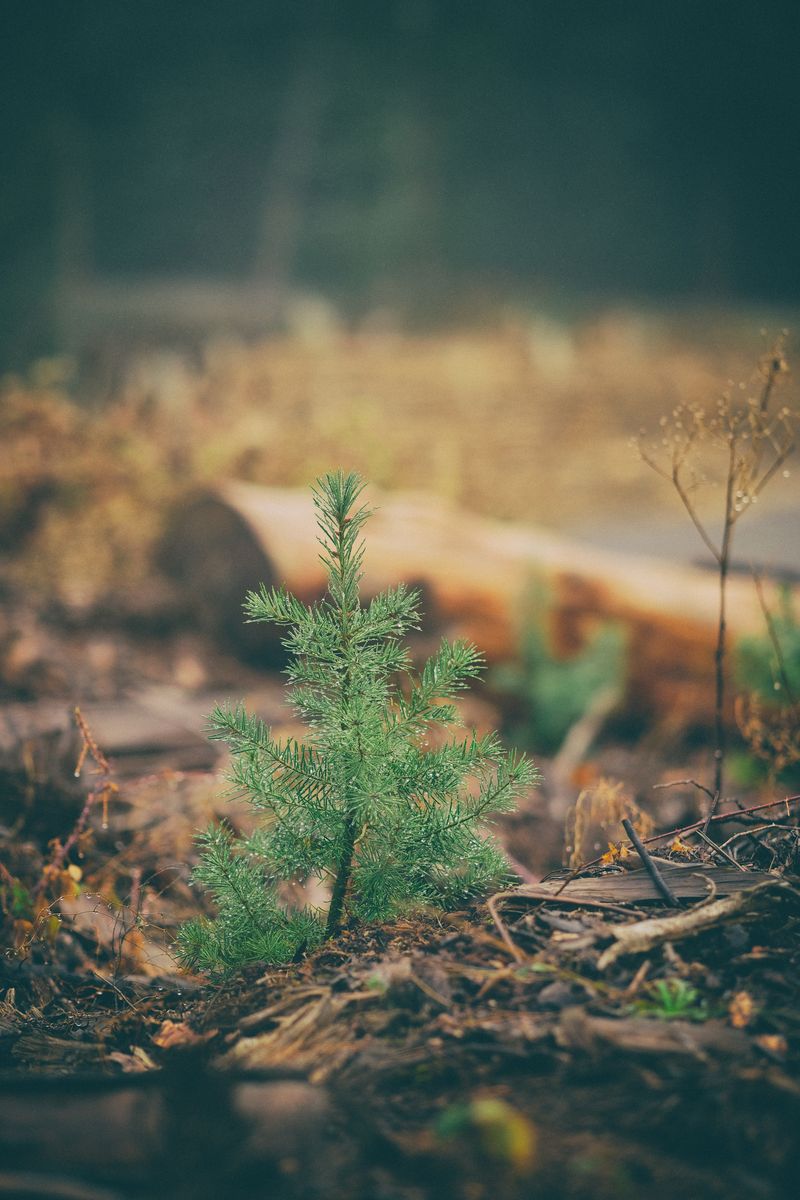 Nokian, POWDR resorts continue tree-planting program - Rubber News
