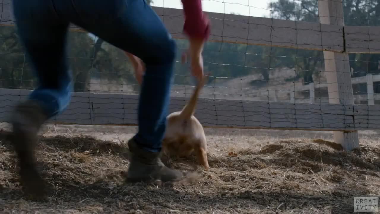 Budweiser - Puppy Love - Ad Age