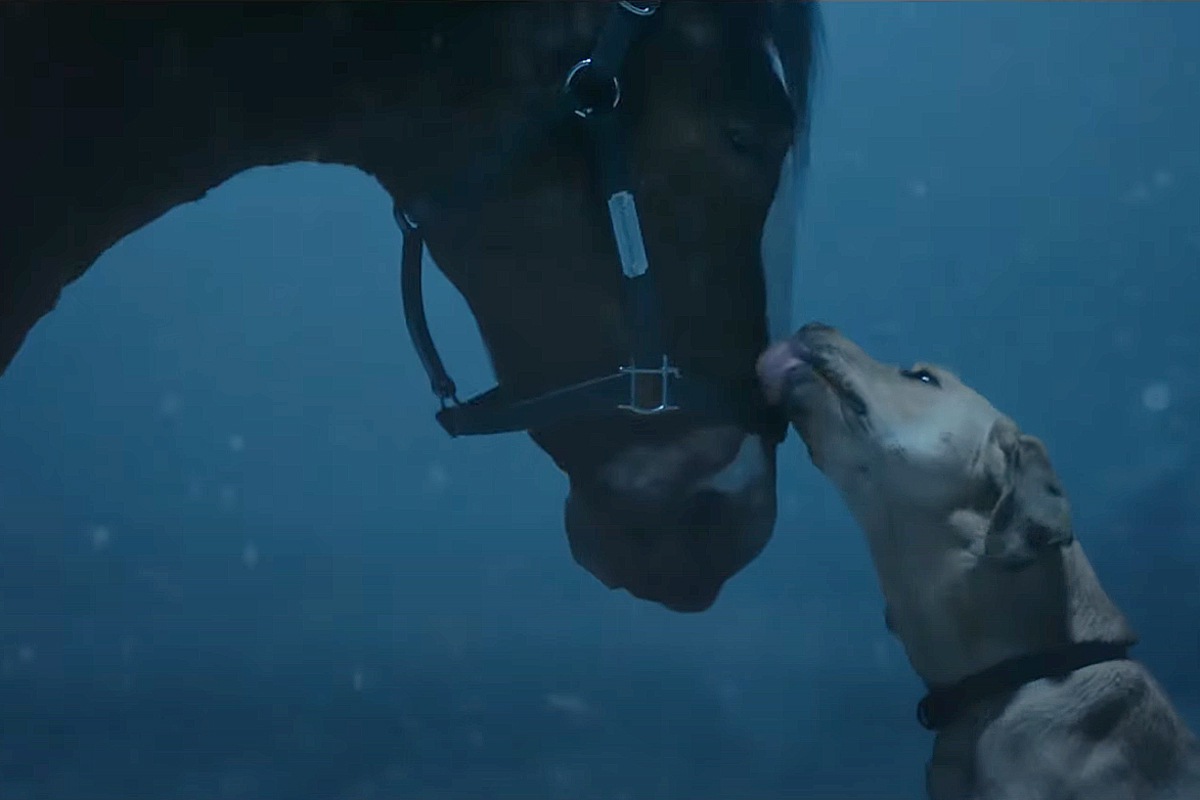 Budweiser Super Bowl commercial has Clydesdales and a yellow lab - Ad Age
