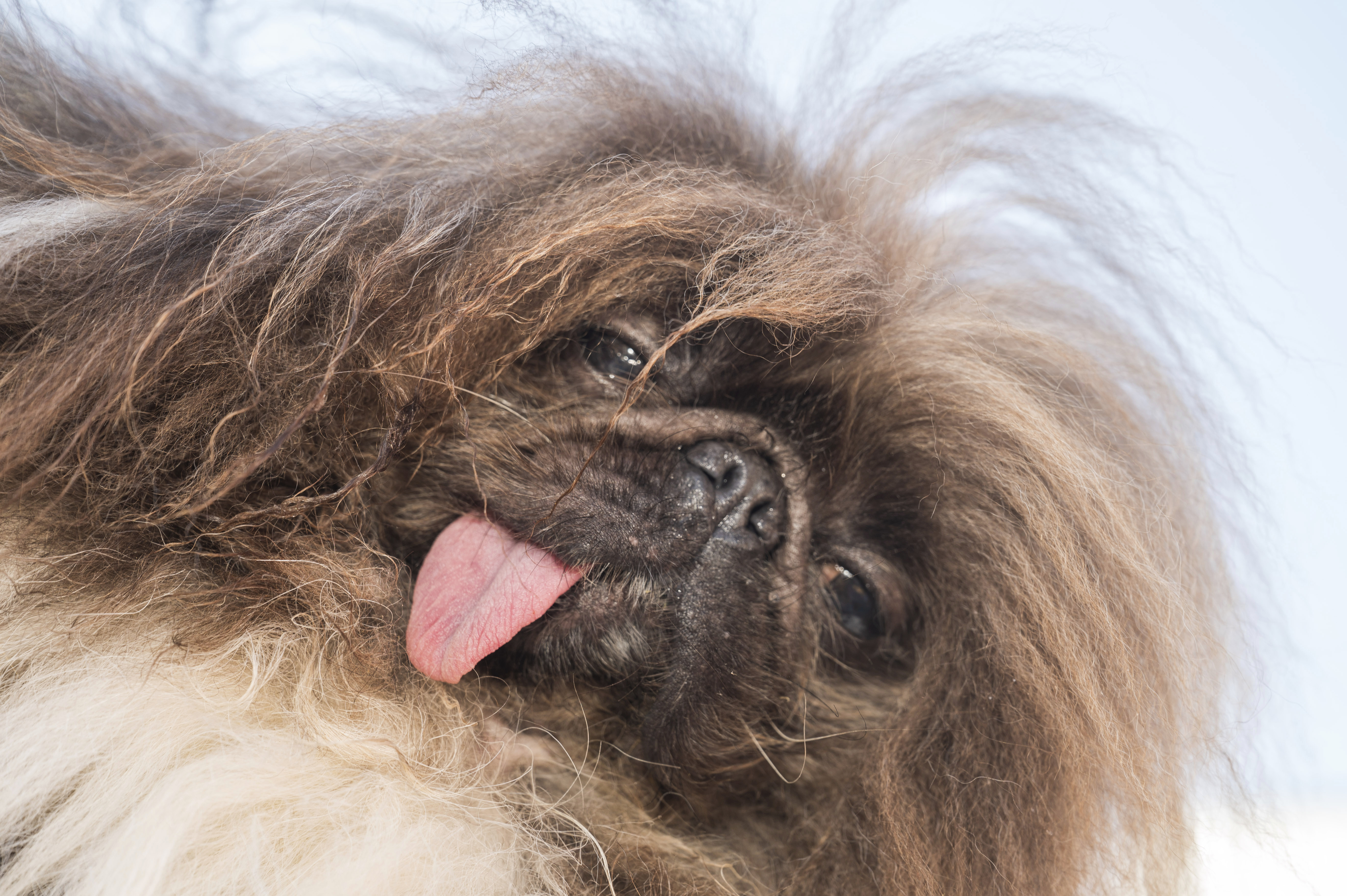 Icons Big Ugly Dog Ugliest Dog Breeds: Celebrating The Unique Beauty