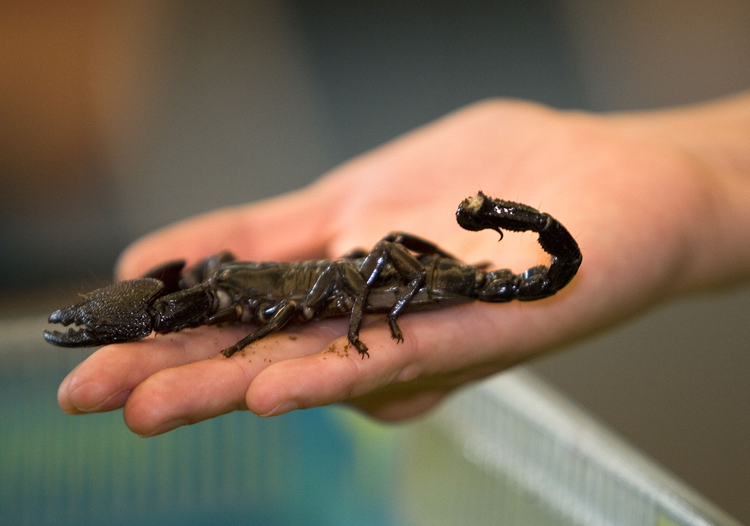 Emperor Scorpion Stinger
