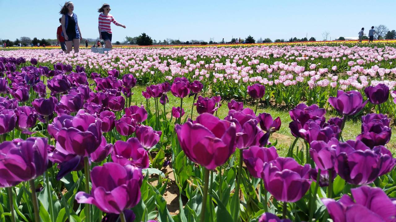 Texas Tulips