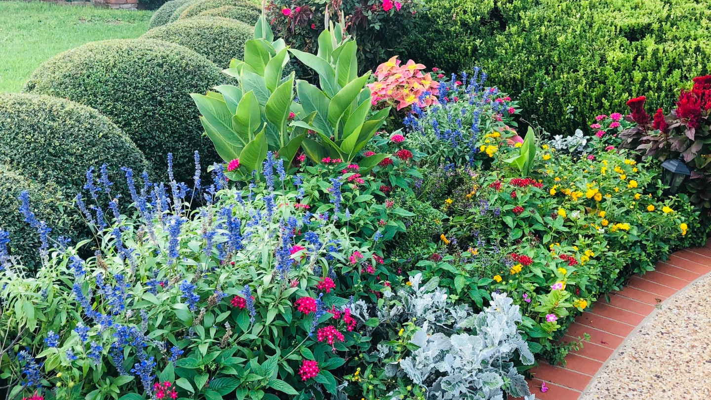 Heat Resistant Plants For Texas Drought Tolerant Plants That Will