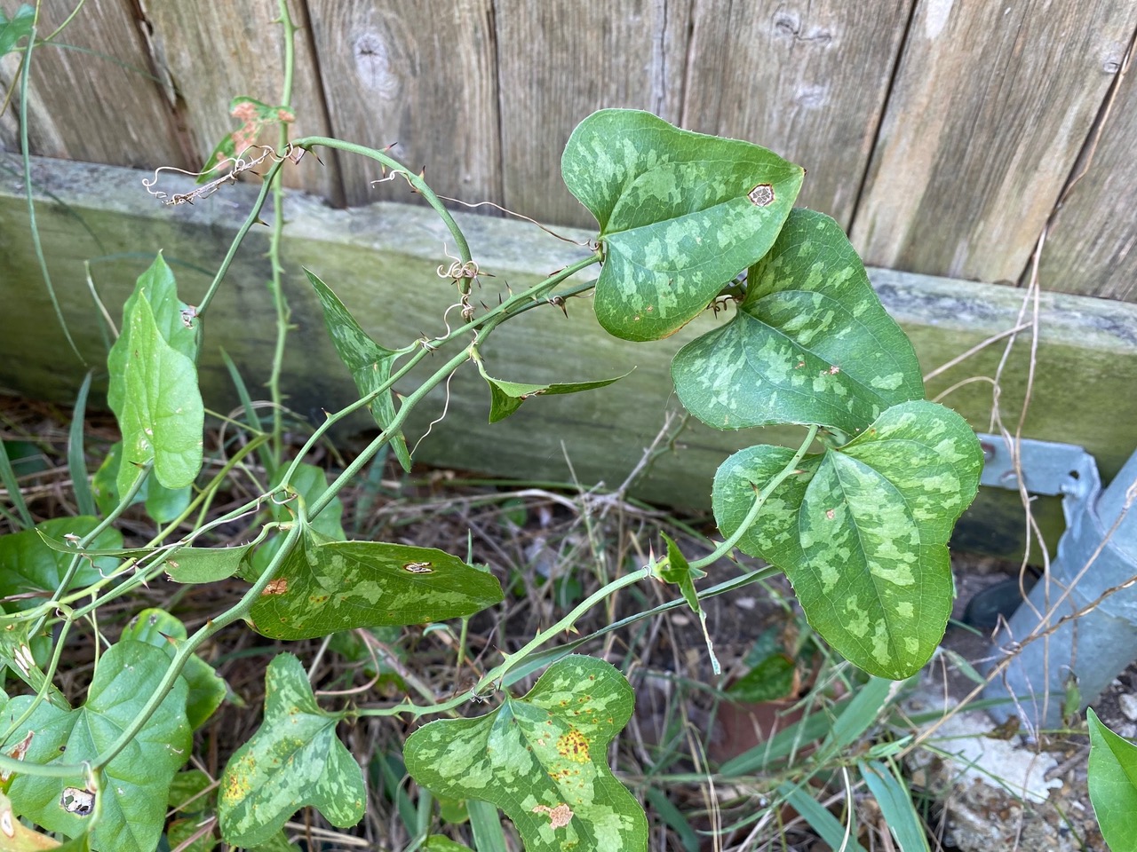 Invasive Vines In Texas Invasive Plants Native Plant Society Of