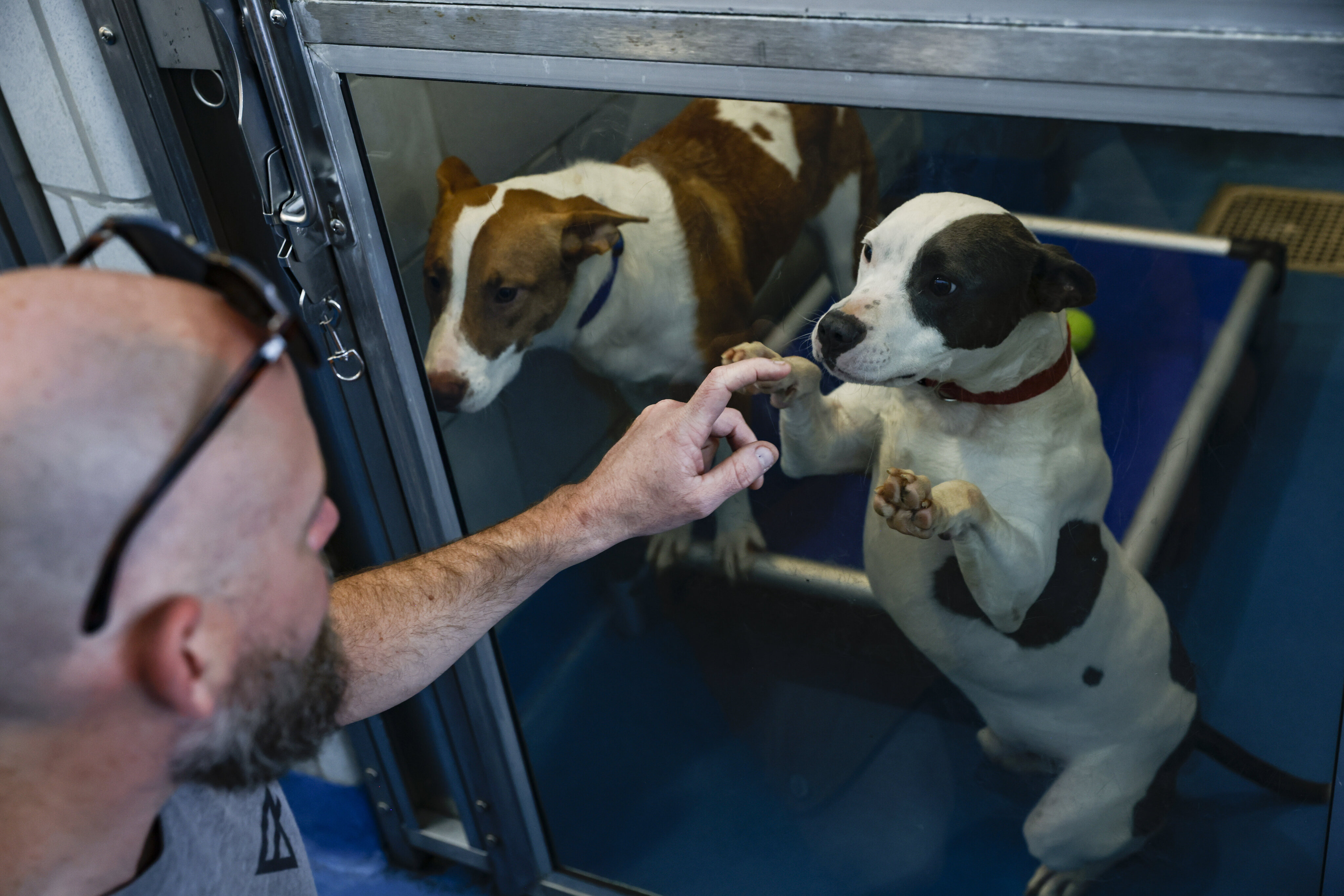 Do The Animal Shelter Put Dogs Down