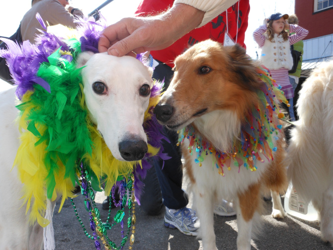 Krewe of Barkus