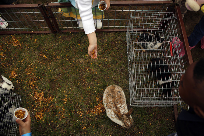 Animal Connection Experience