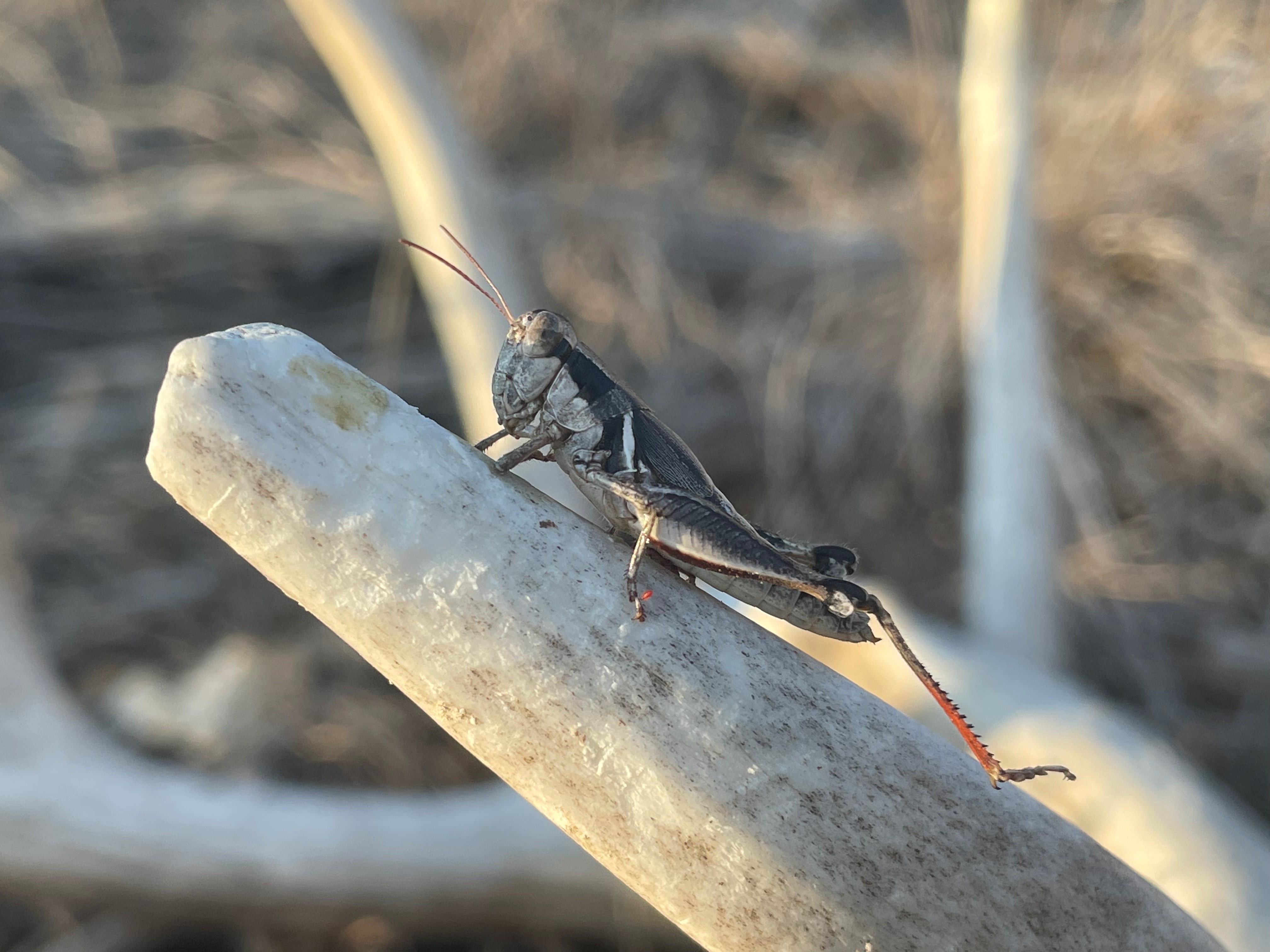 Brown Grasshopper Identification