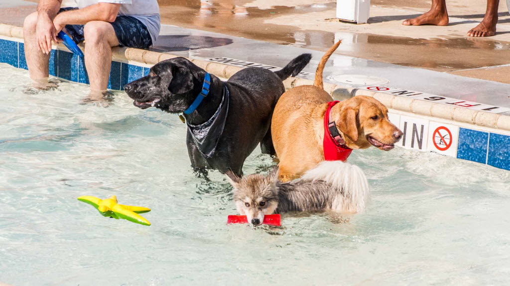 Paws in the Pool-ooza