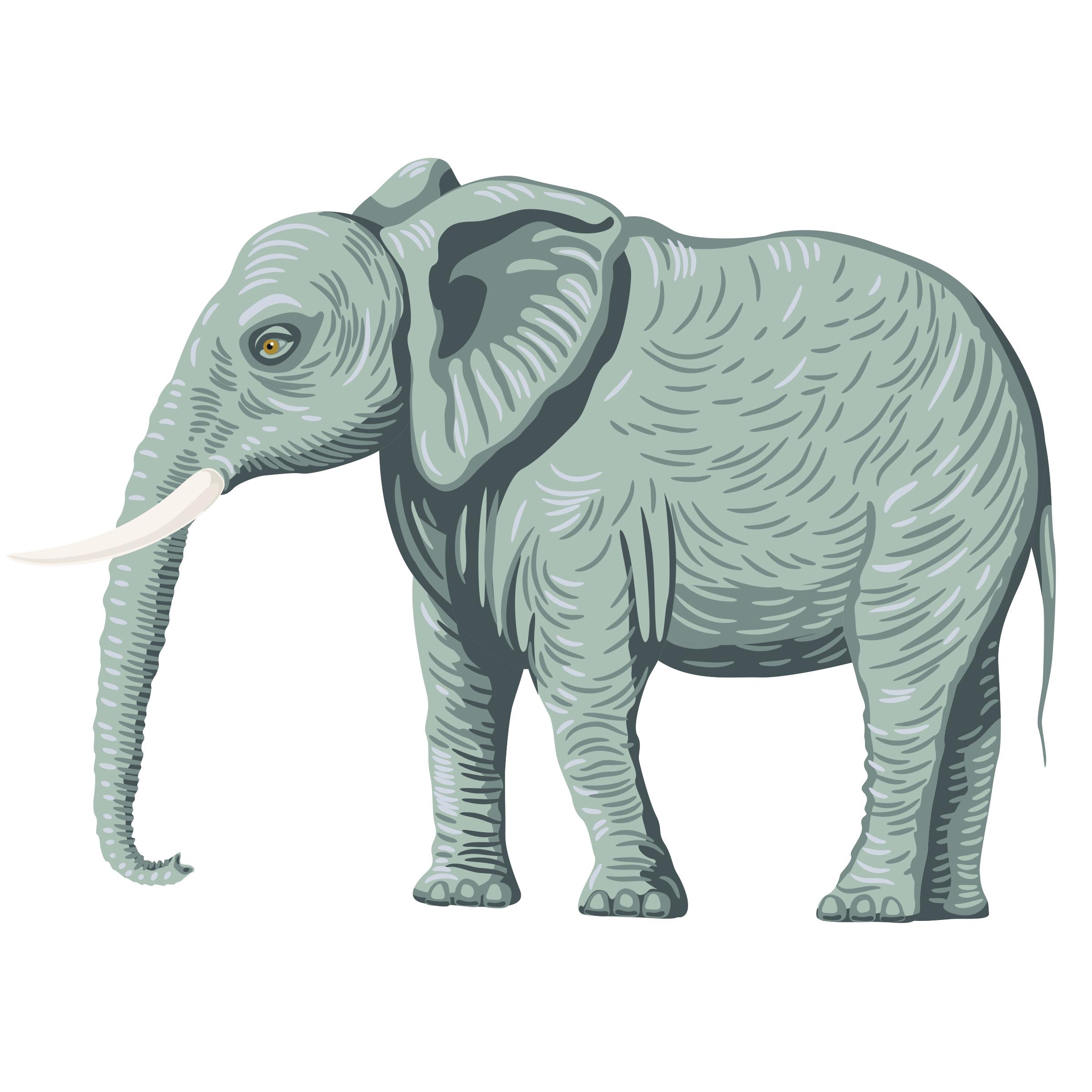 Elephant Side View Drawing