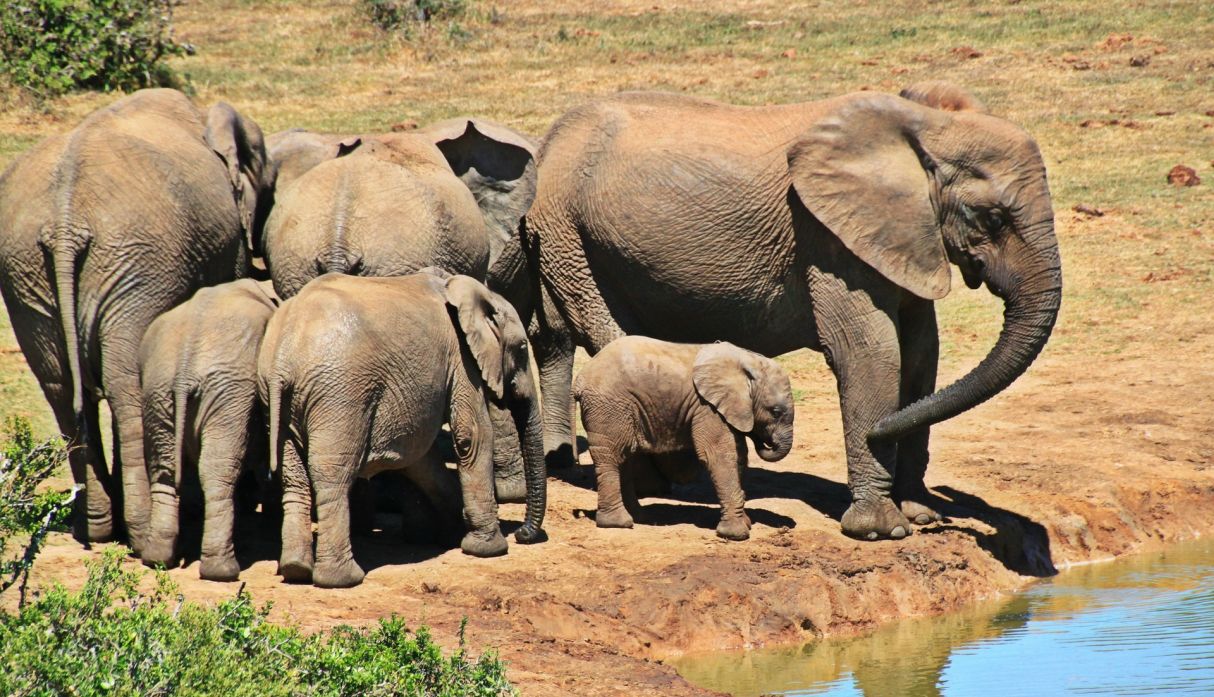 YouTube: fotógrafo capta cuando una mamá elefante despierta a su bebé y ...